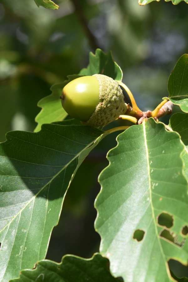 Chestnut Oak | MSD